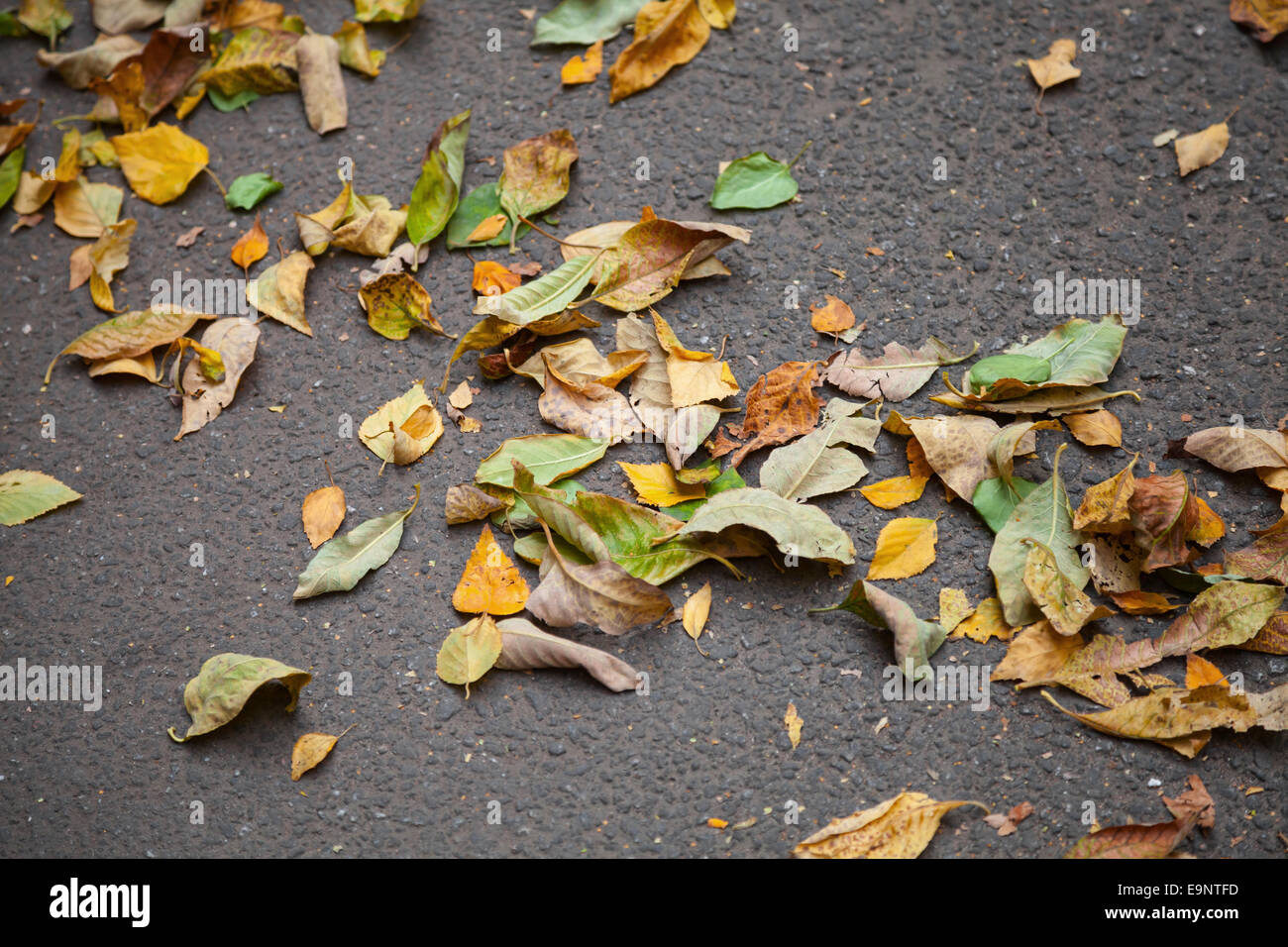 Fallen colorful autumnal leaves lay on the urban asphalt road ...