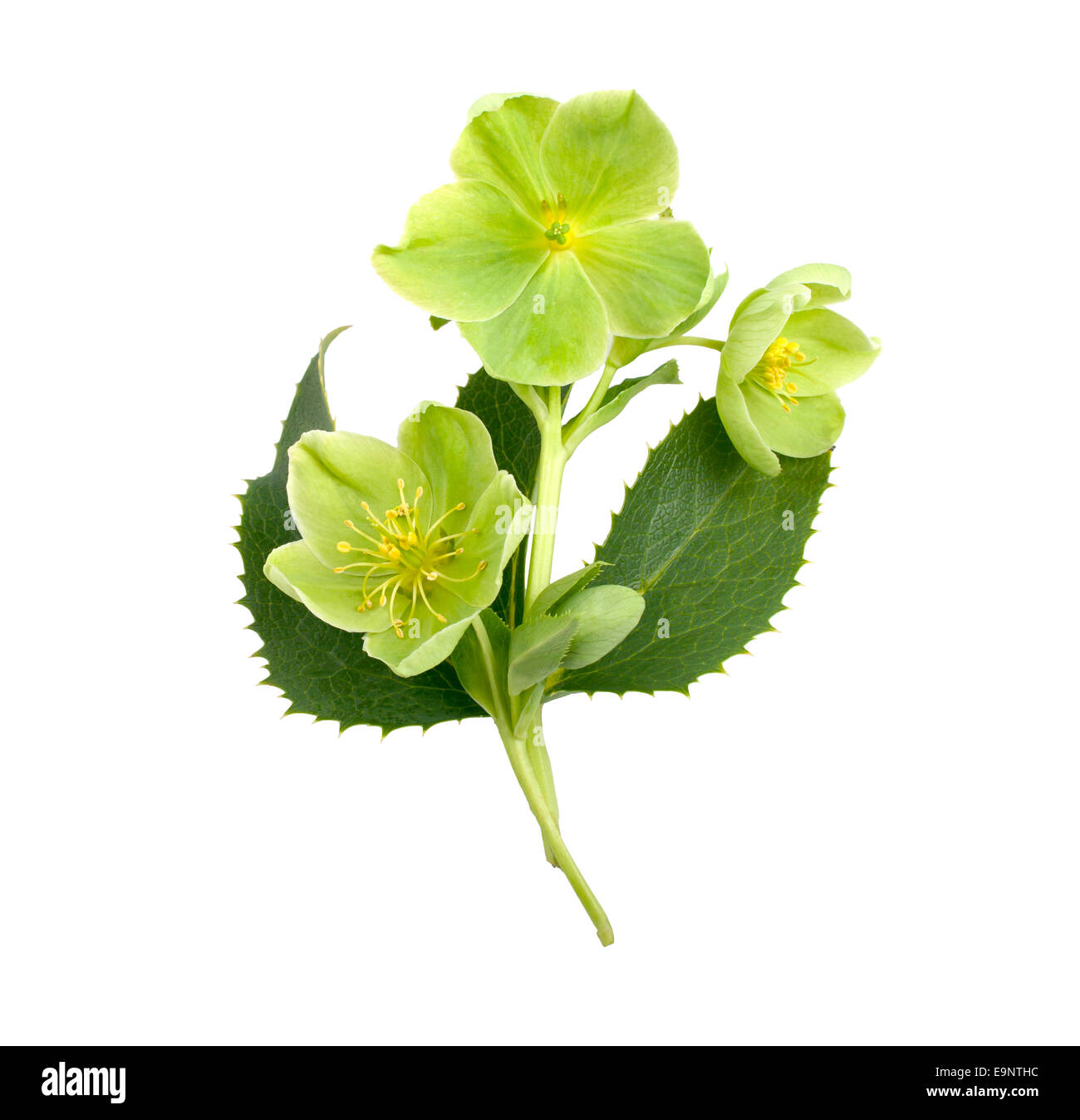 Green hellebore ( Helleborus argutifolius), isolated on white ...