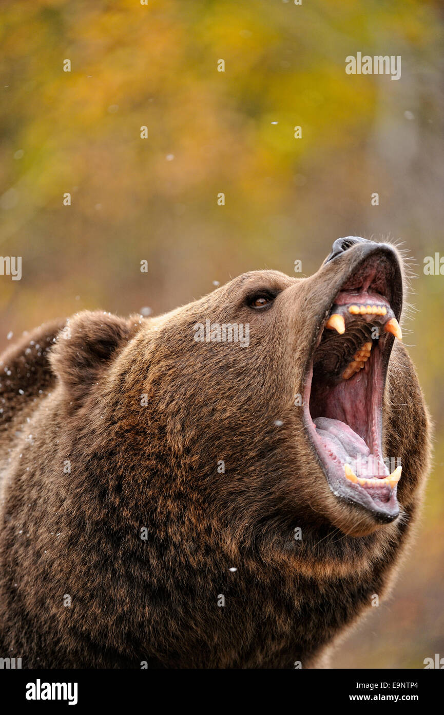 Grizzly bear (Ursus arctos) in late autumn mountain habitat (captive raised specimen), Bozeman ...