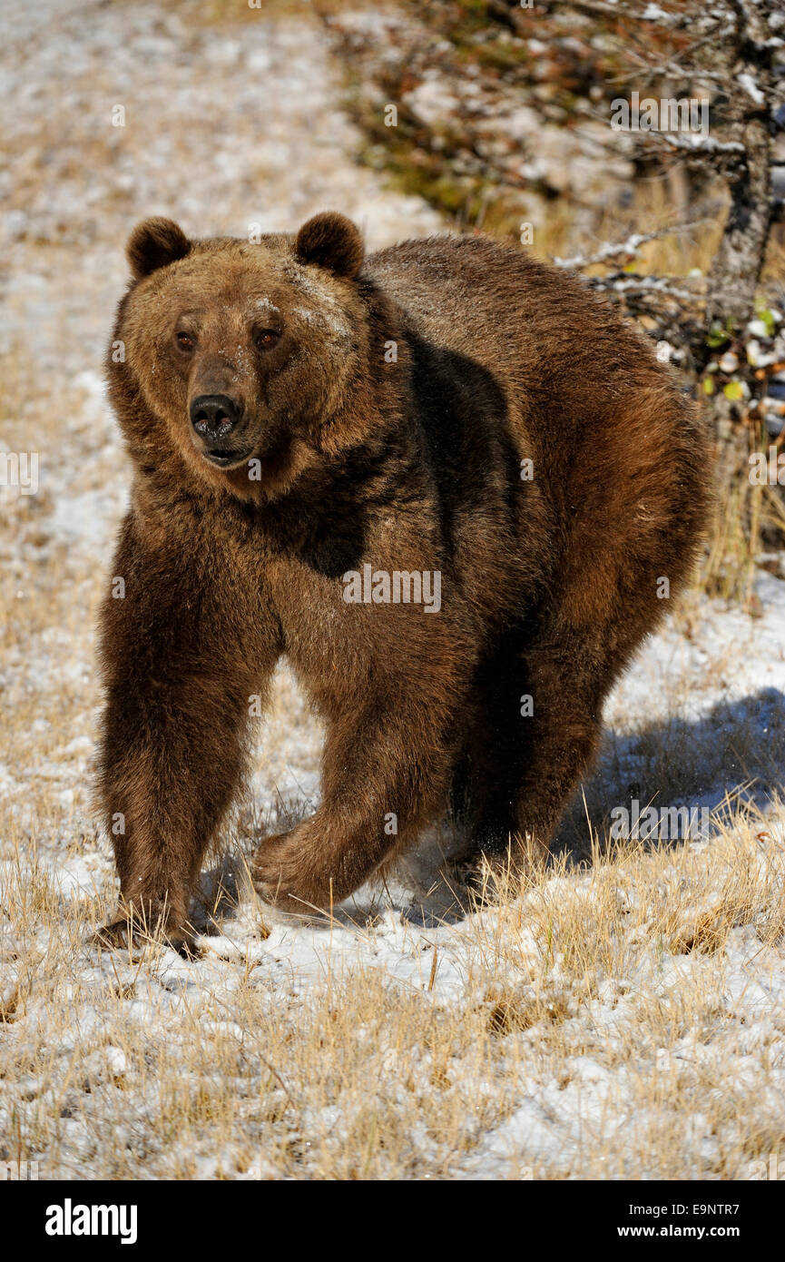 Grizzly bear (Ursus arctos) in late autumn mountain habitat (captive ...