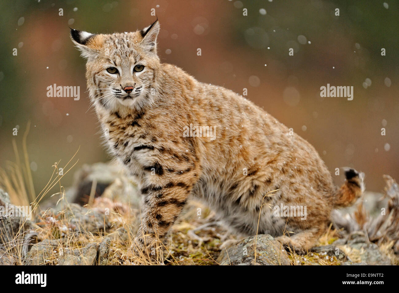 Bobcat (Lynx rufus) in late autumn mountain habitat (captive raised ...
