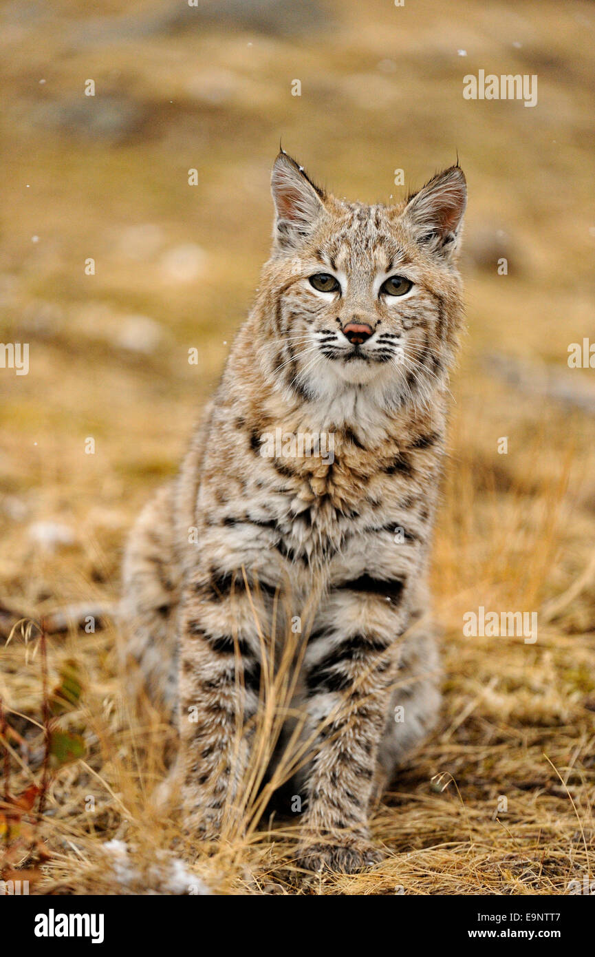 Bobcat (Lynx rufus) in late autumn mountain habitat (captive raised ...