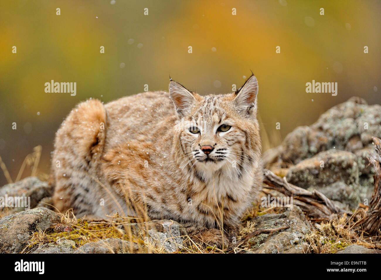 Bobcat (Lynx rufus) in late autumn mountain habitat (captive raised ...
