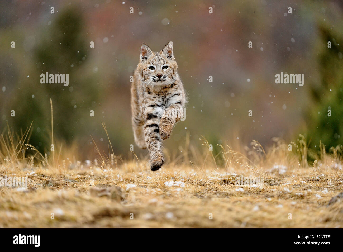 Bobcat (Lynx rufus) in late autumn mountain habitat (captive raised ...