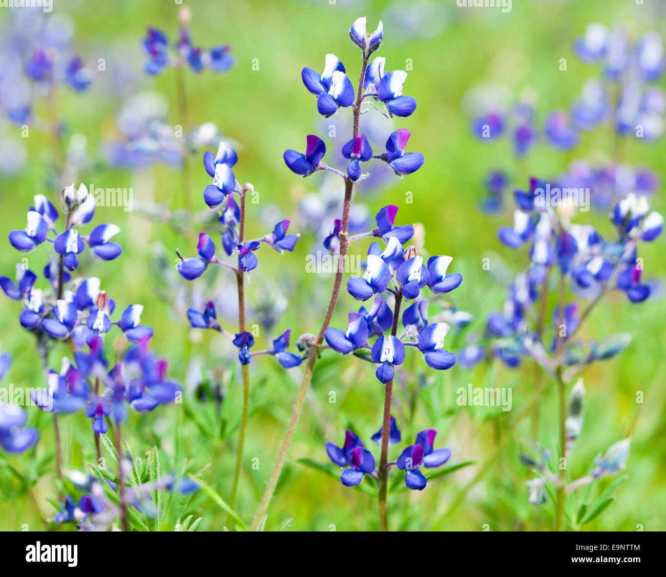 Collinsia High Resolution Stock Photography and Images - Alamy