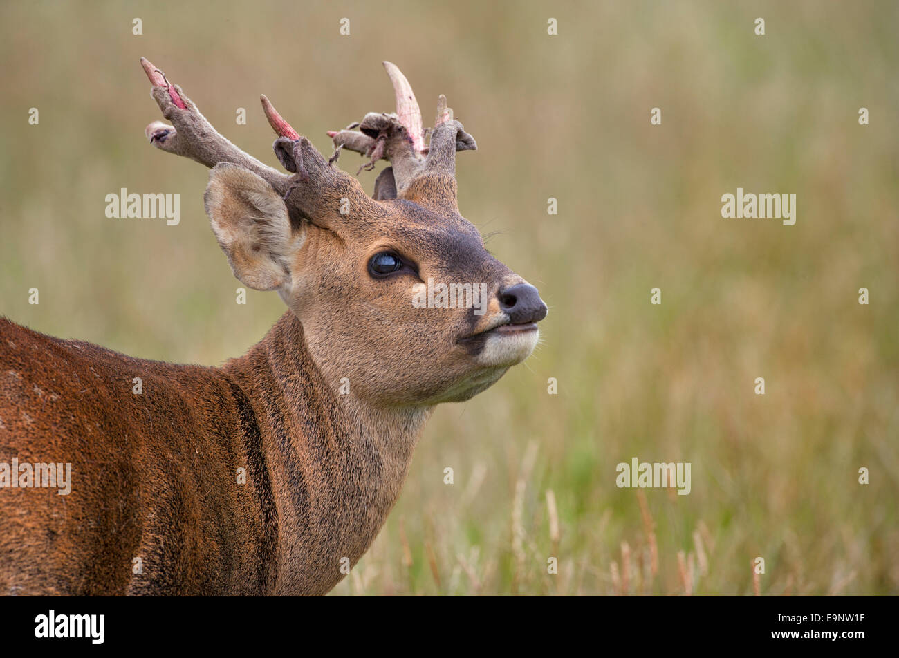 Hog Deer Cervus porcinus male shedding velvet from antlers Stock Photo ...