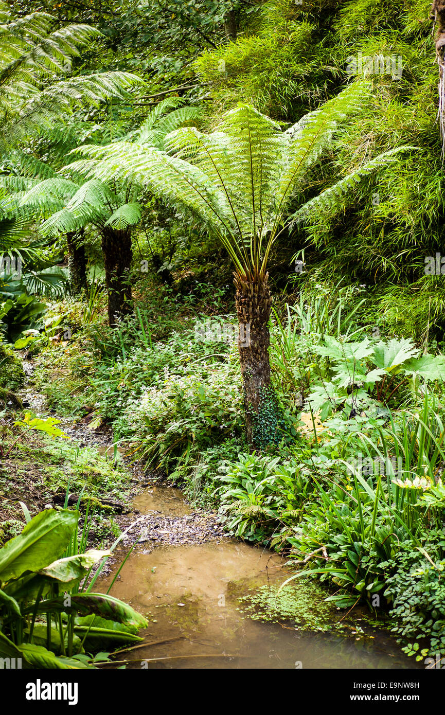 Lost gardens of heligan jungle hi-res stock photography and images - Alamy
