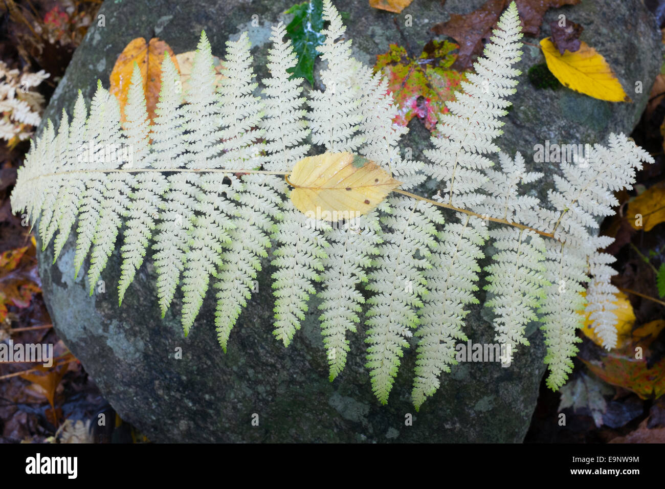 [white fern] rock leaves Stock Photo - Alamy