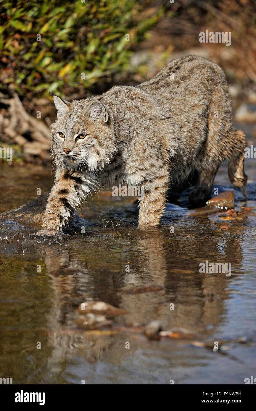 Bobcat (Lynx rufus) in late autumn mountain habitat (captive raised ...