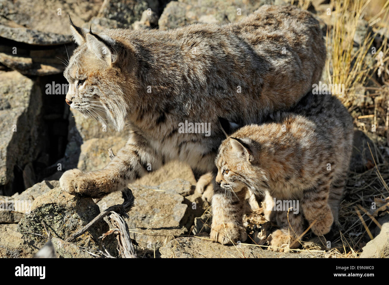 Bobcat (lynx rufus), adult hi-res stock photography and images - Alamy