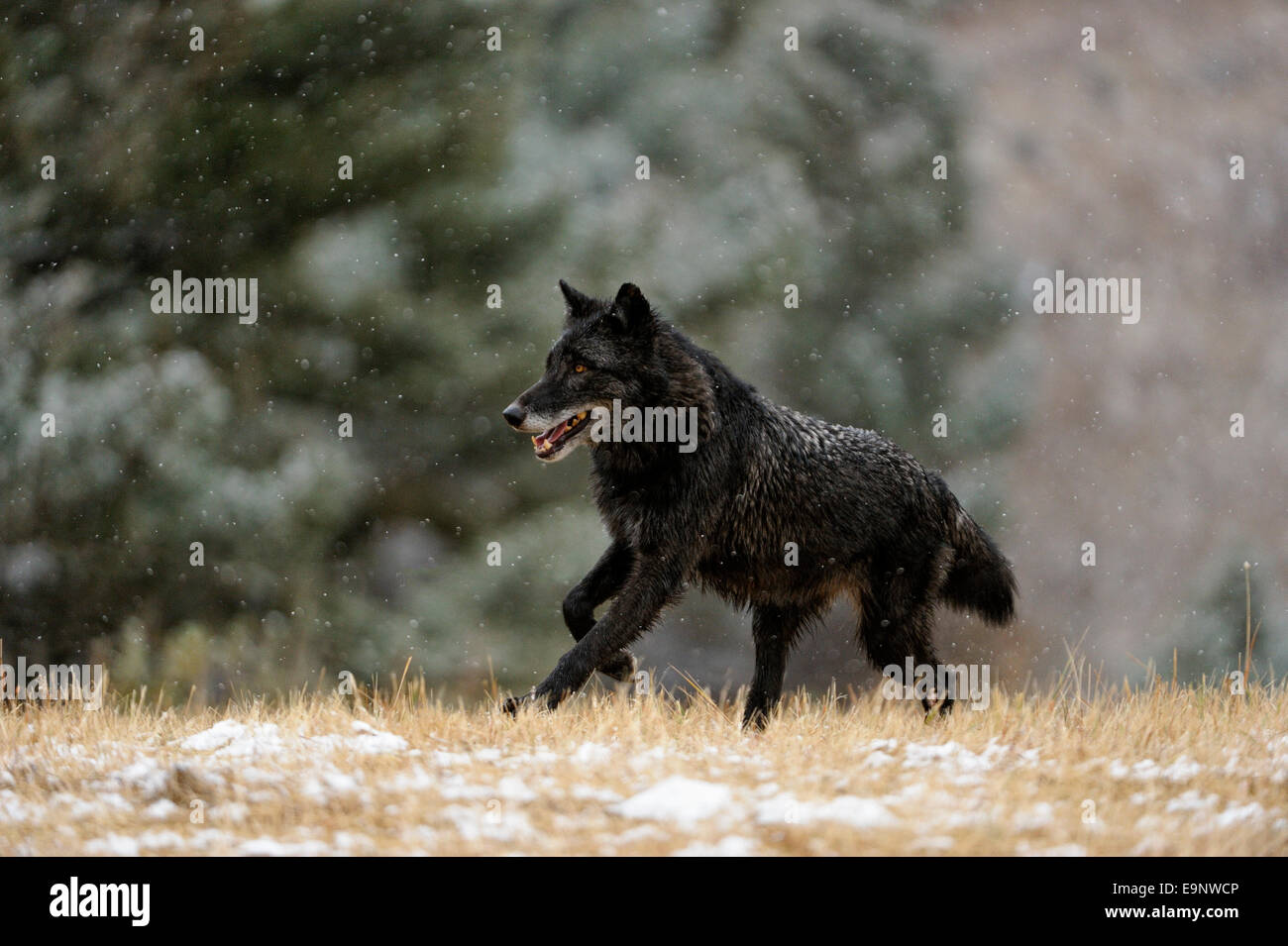 Melanistic Wolf