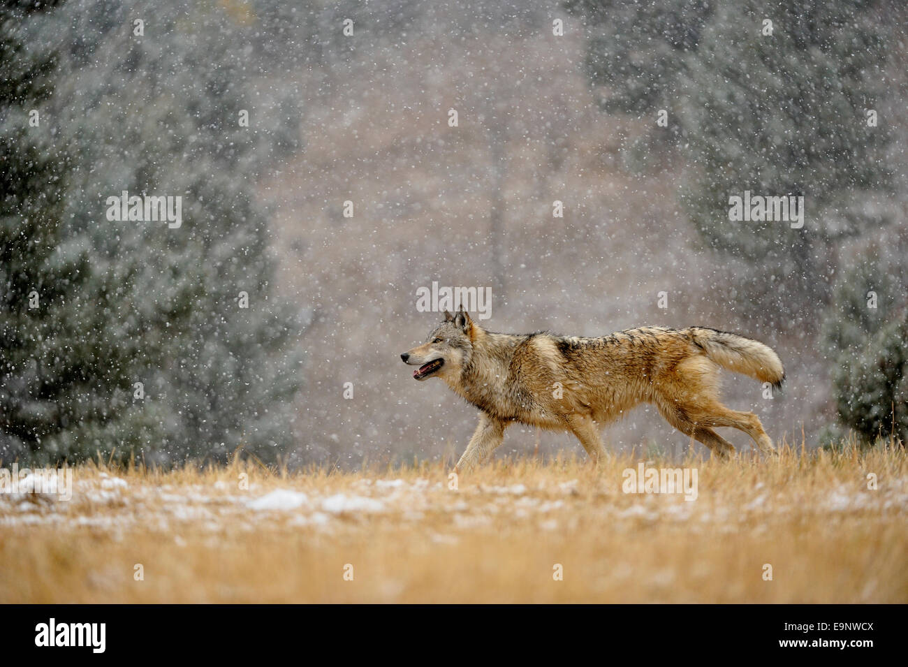 Wolves in mountain scenery hi-res stock photography and images - Alamy