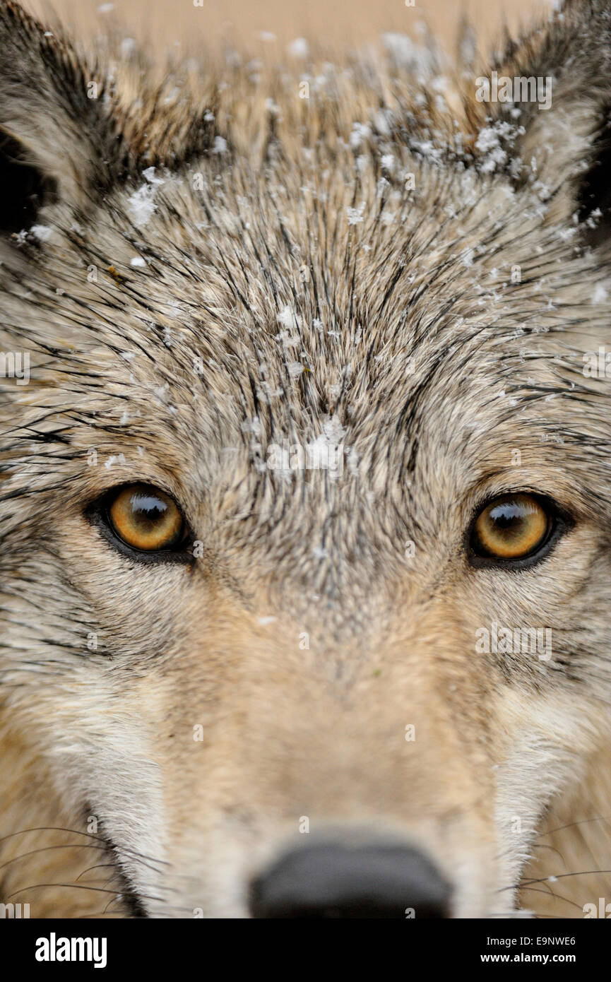 Some Have Genetic Colour Variations High Resolution Stock Photography ...