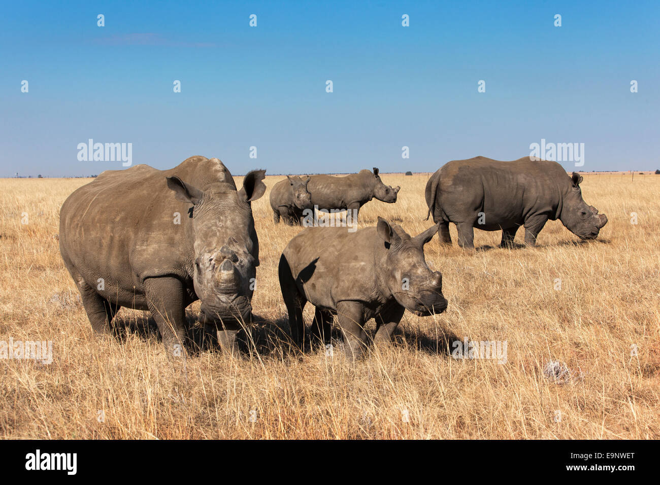 Dehorned white rhino (Ceratotherium simum) in rhino farm breeding camp ...