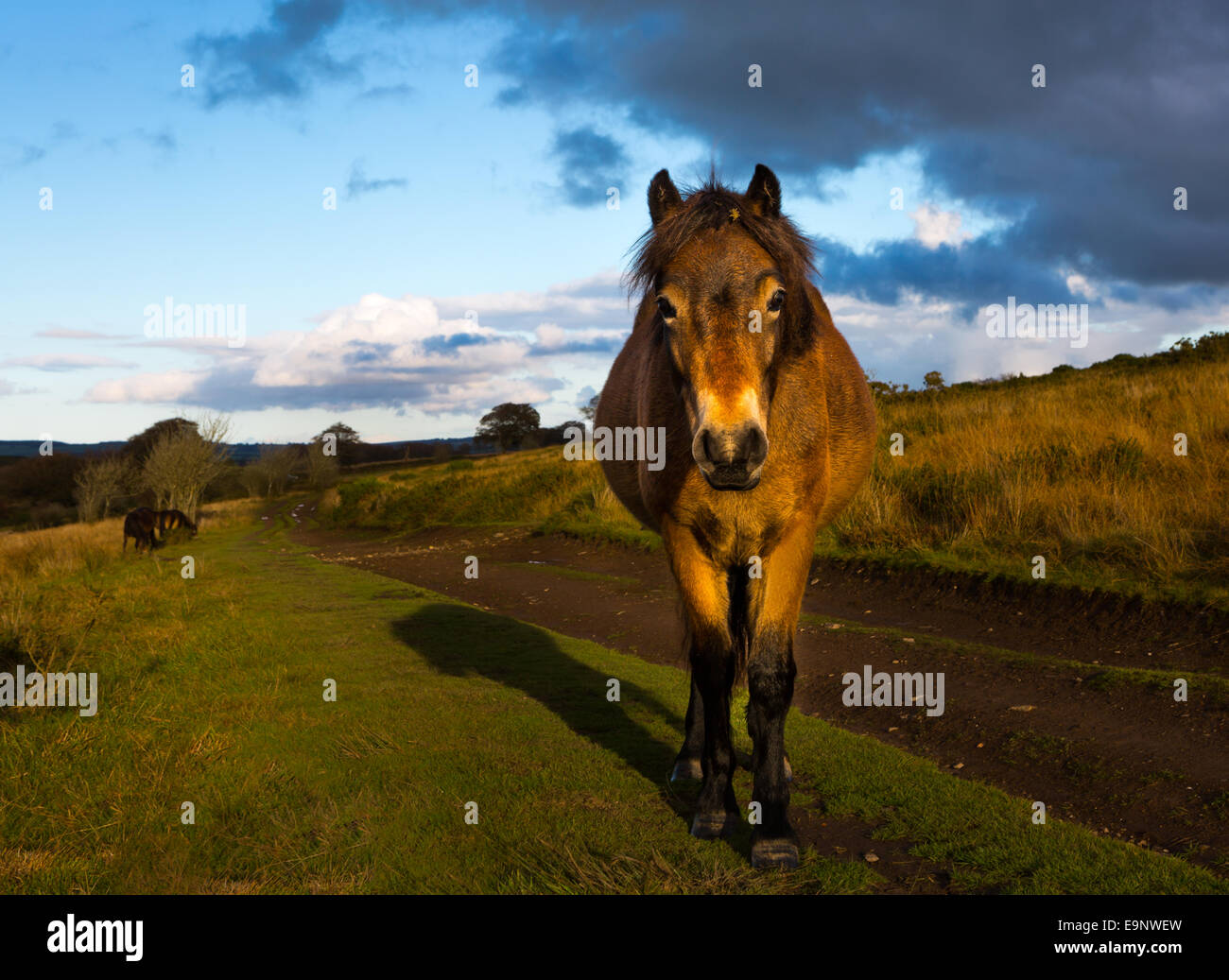 Exmoor pony walking toward camera Stock Photo - Alamy