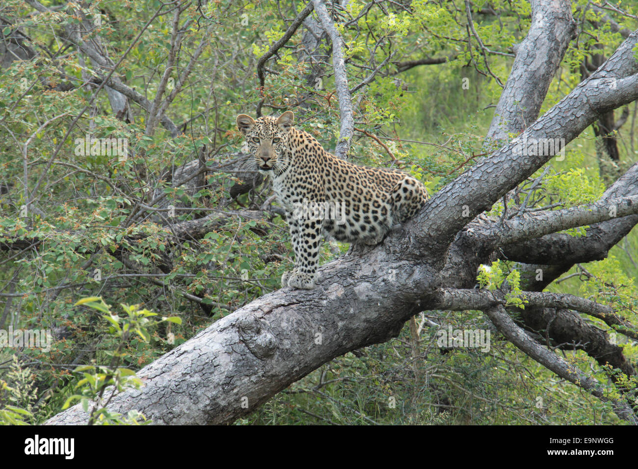 Leopard panthera pardus in a tree hi-res stock photography and images ...