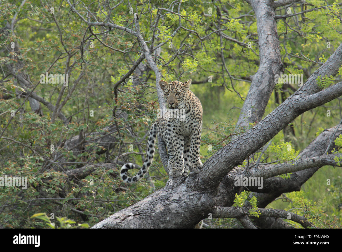 Leopard (Panthera pardus) in a tree Stock Photo - Alamy