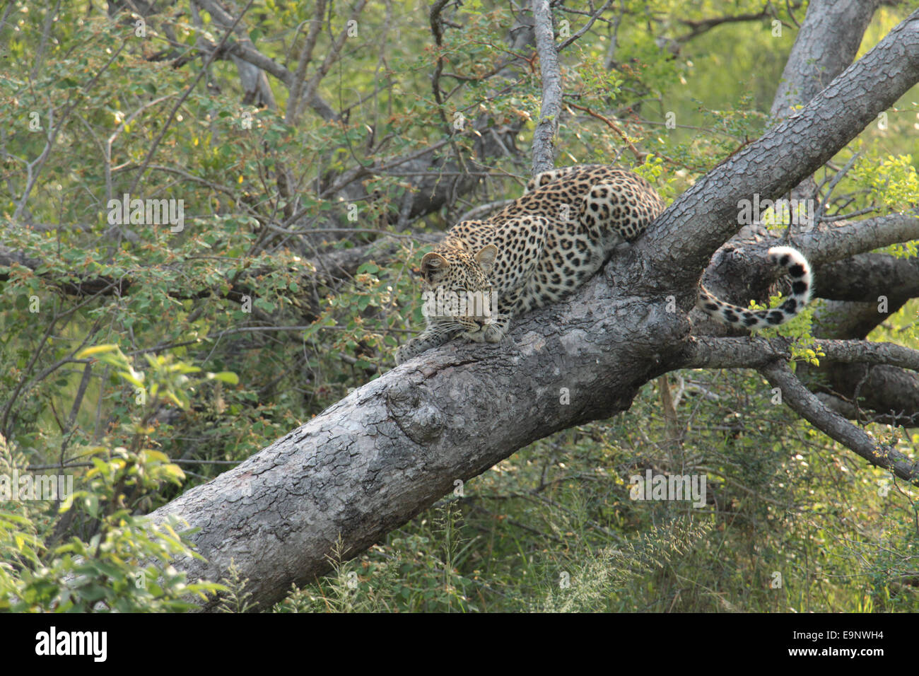 Leopard (Panthera pardus) in a tree Stock Photo - Alamy