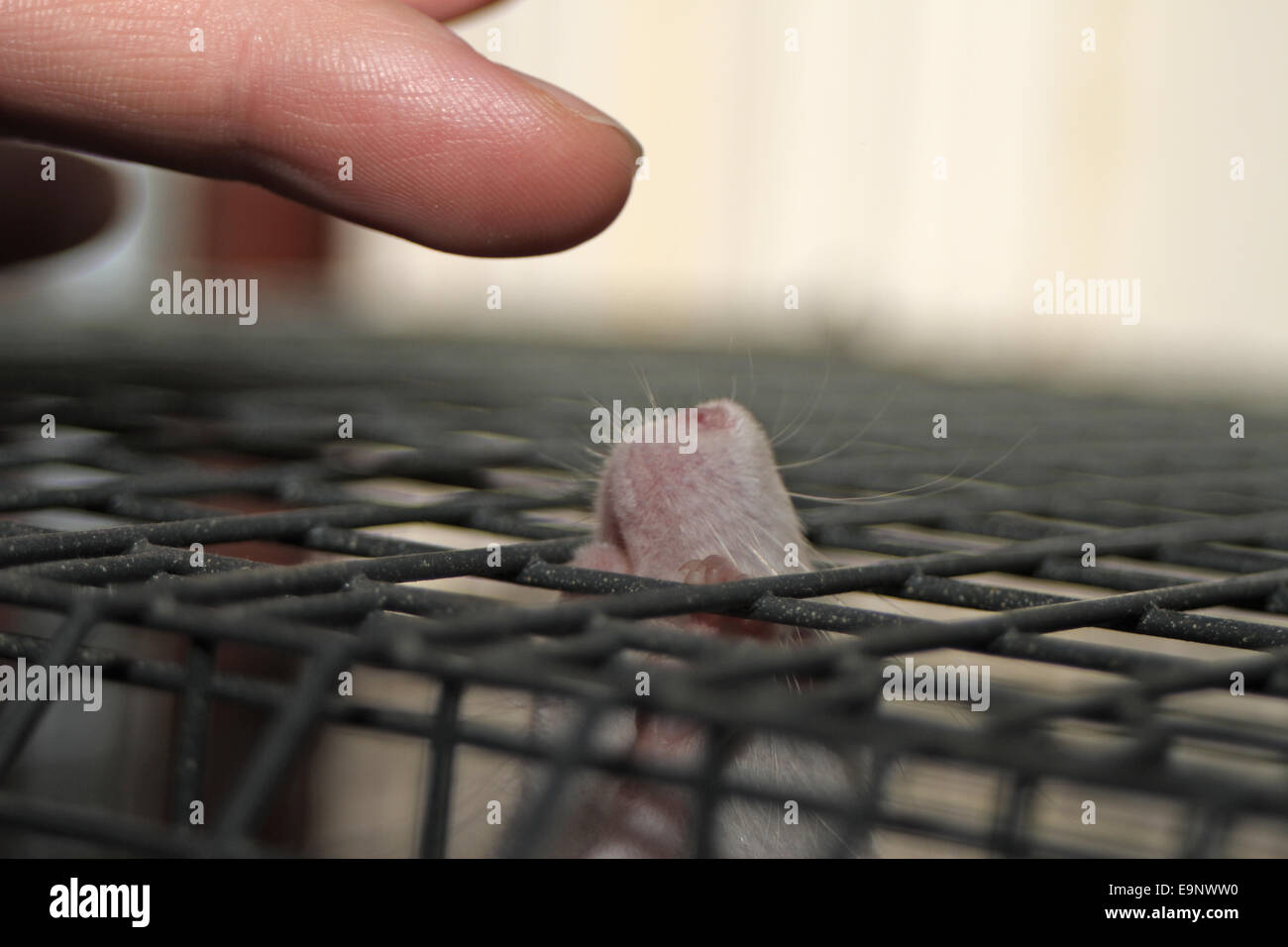 captive rat or mouse in a cage poking its nose through the bars to the ...