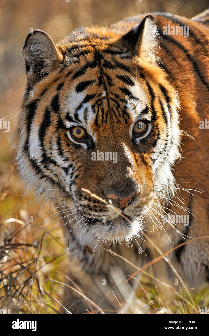 Which is the natural habitat of the amur tiger hi-res stock photography ...