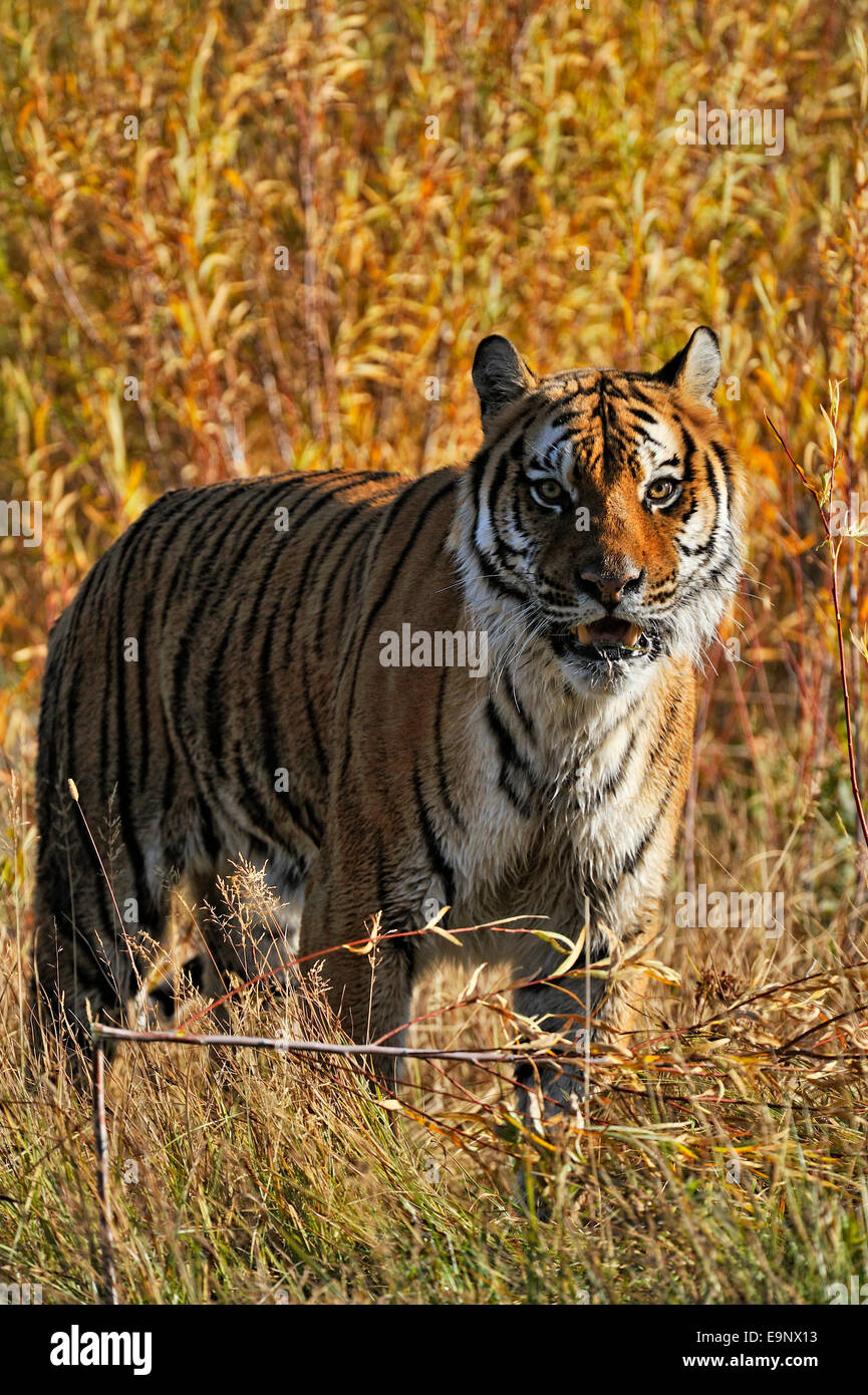 Siberian tiger Amur tiger (Panthera tigris altaica) near stream habitat ...