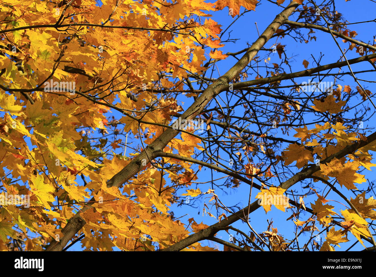 Tree lives hi-res stock photography and images - Alamy