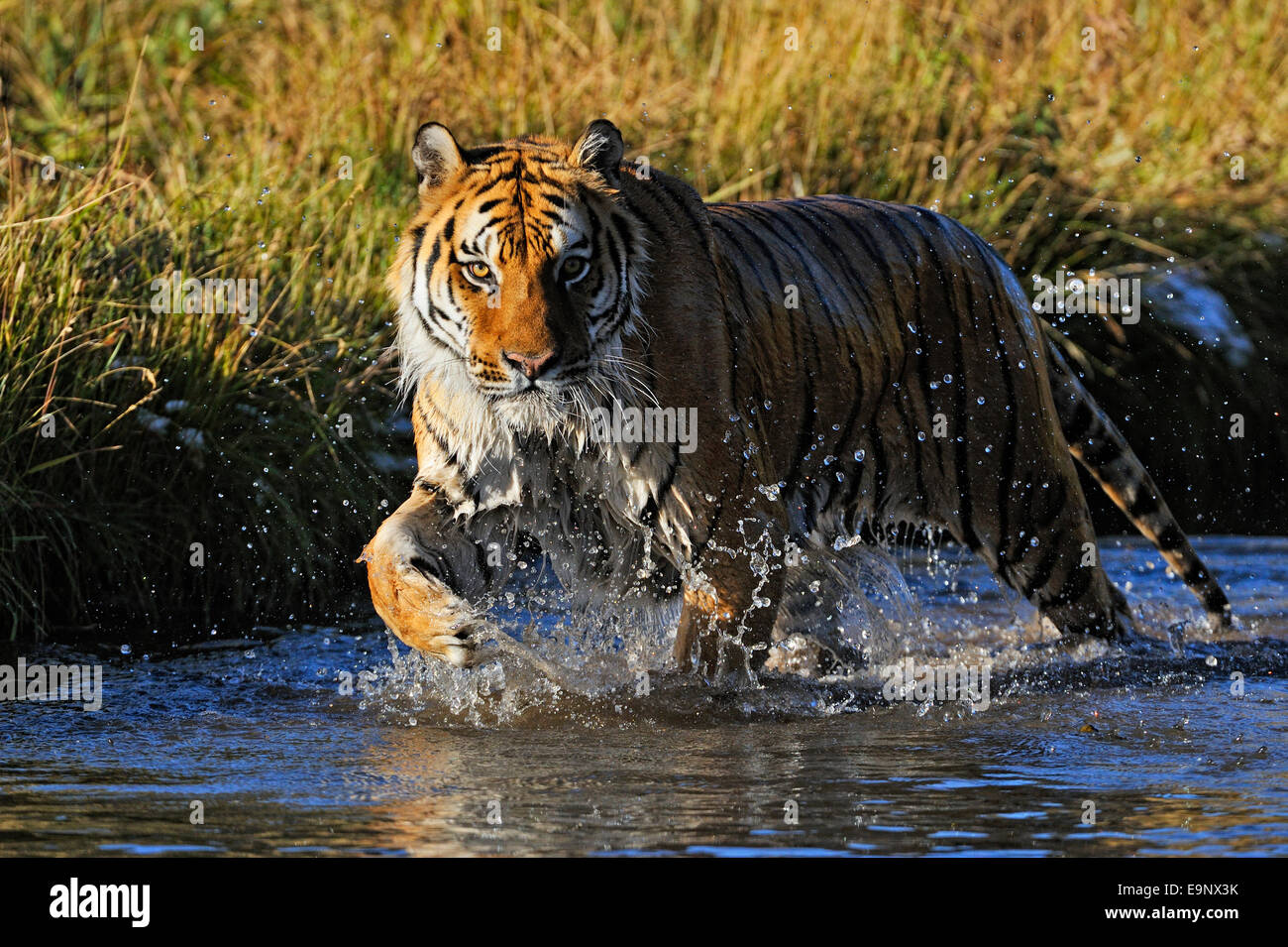 Siberian tigers hi-res stock photography and images - Alamy