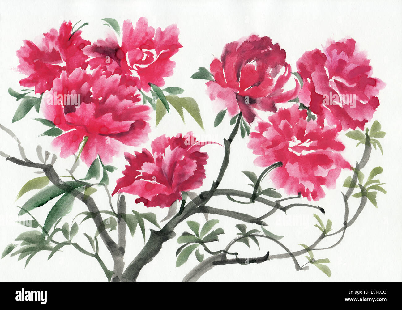A branch of dark red azalea tree. Original watercolor painting Stock ...