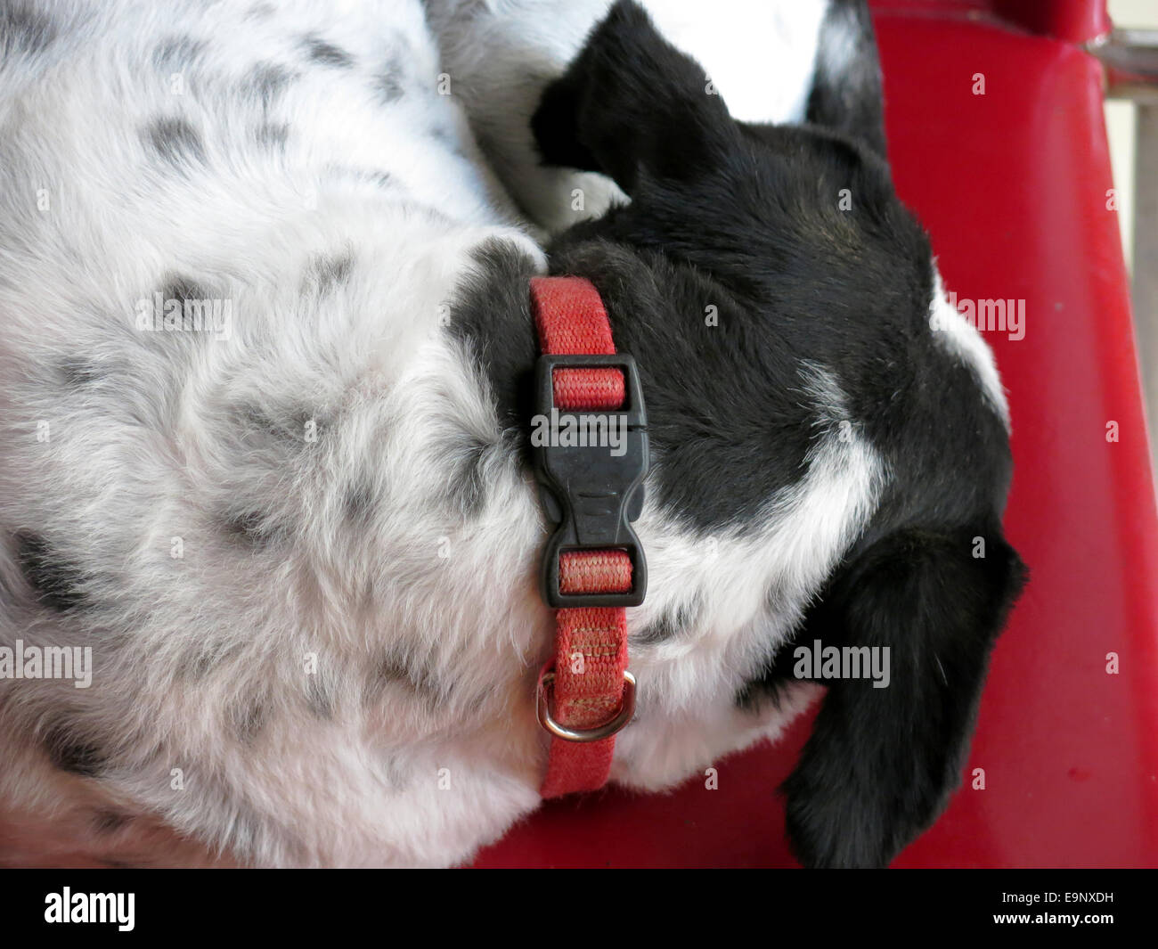 Cuddly dog on chair hi-res stock photography and images - Alamy