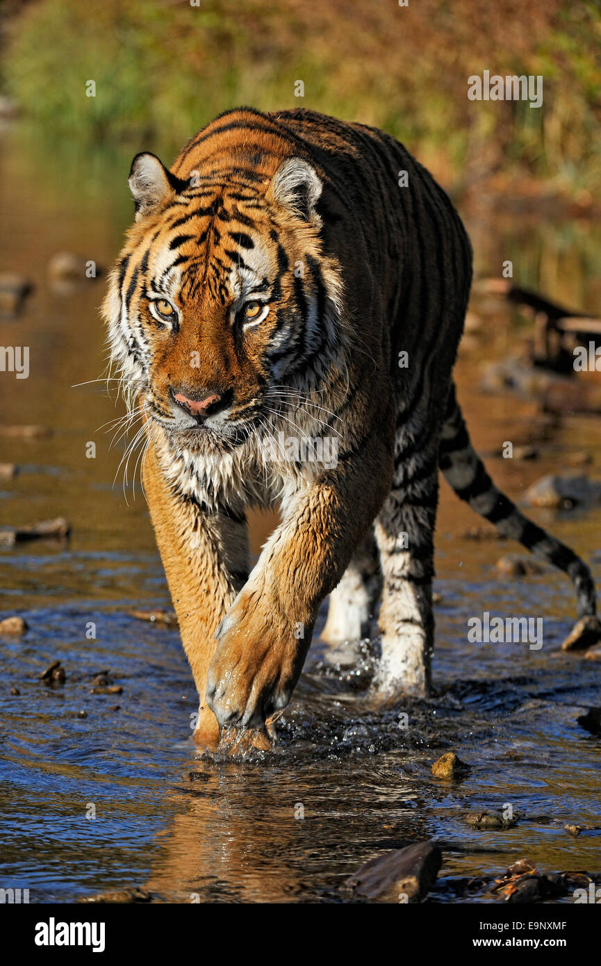 Siberian tiger Amur tiger (Panthera tigris altaica) near stream habitat ...