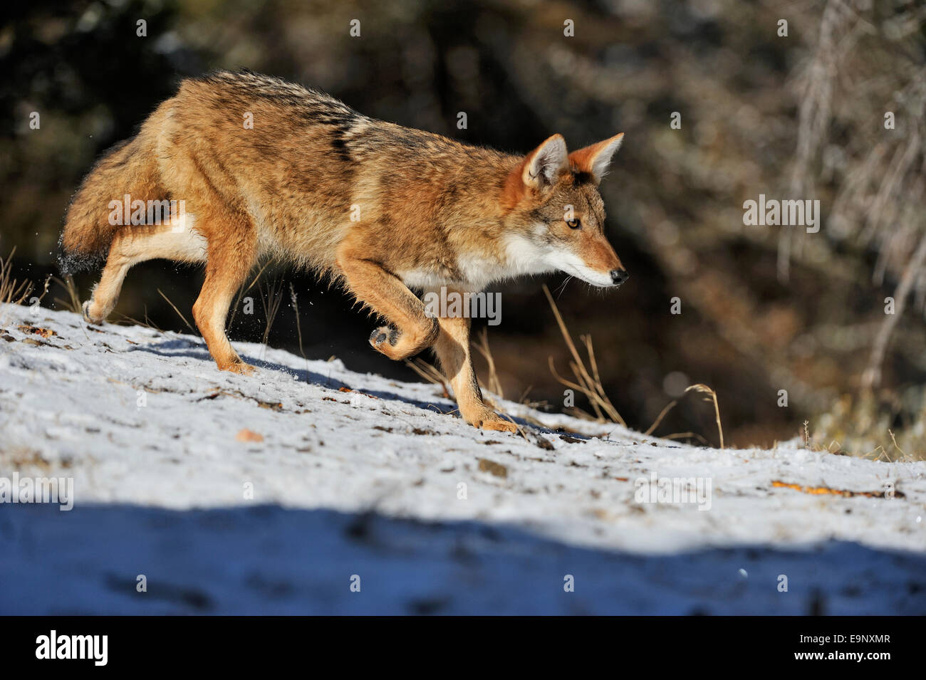 Coyote (Canis latrans) in late autumn mountain habitat (captive raised ...