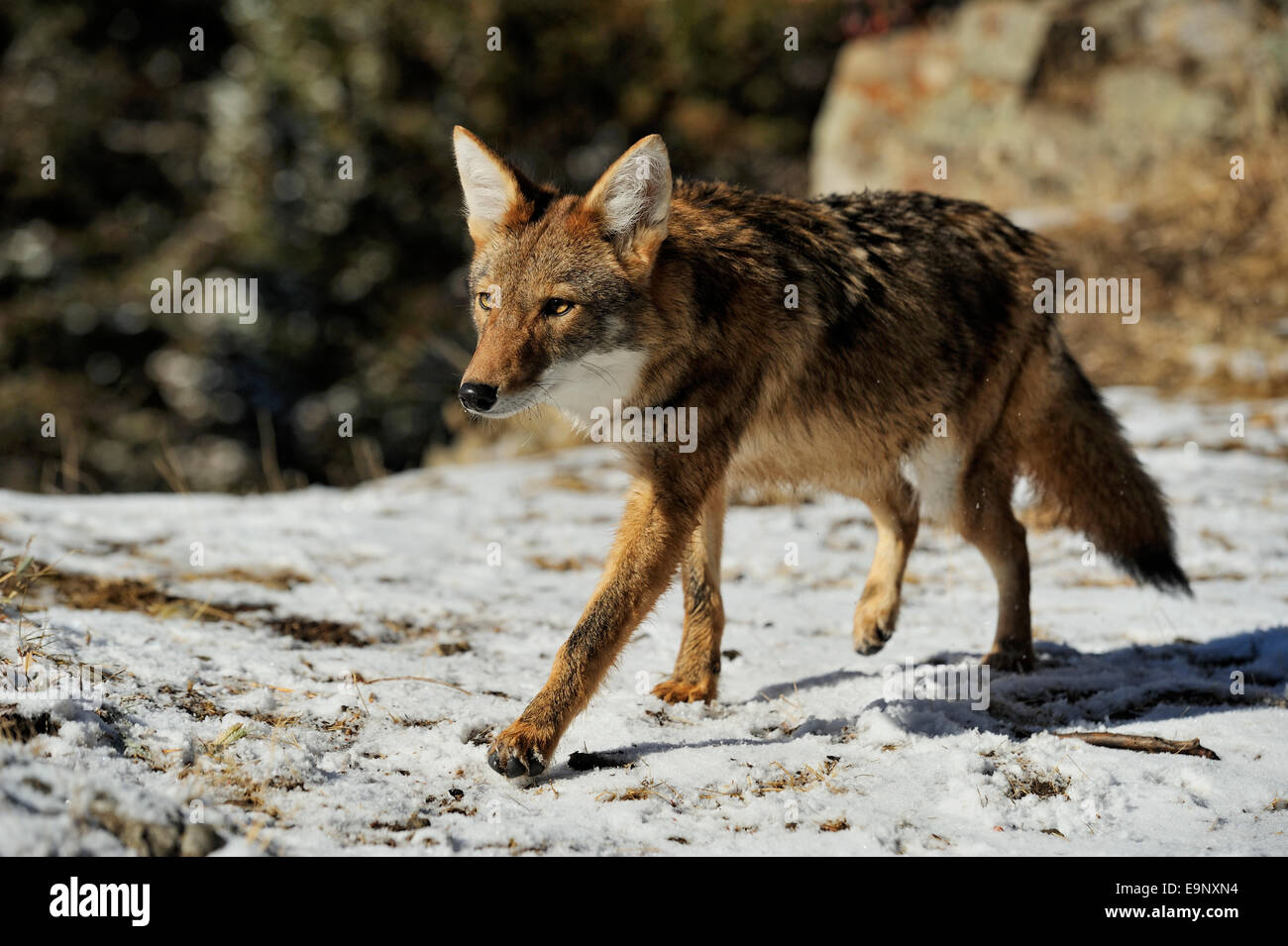 Coyote (Canis latrans) in late autumn mountain habitat (captive raised ...
