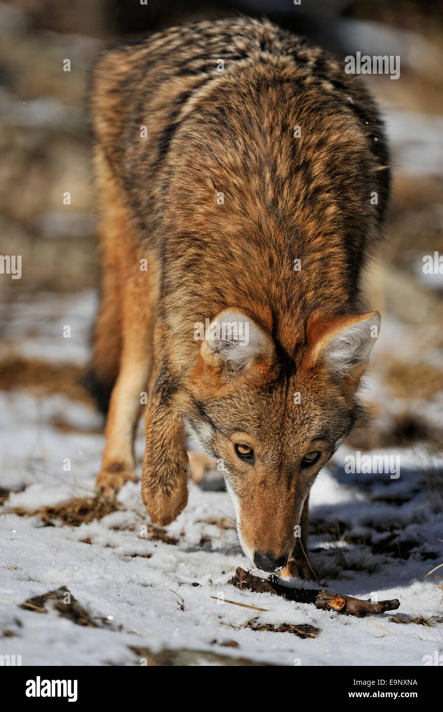 Coyote (Canis latrans) in late autumn mountain habitat (captive raised ...
