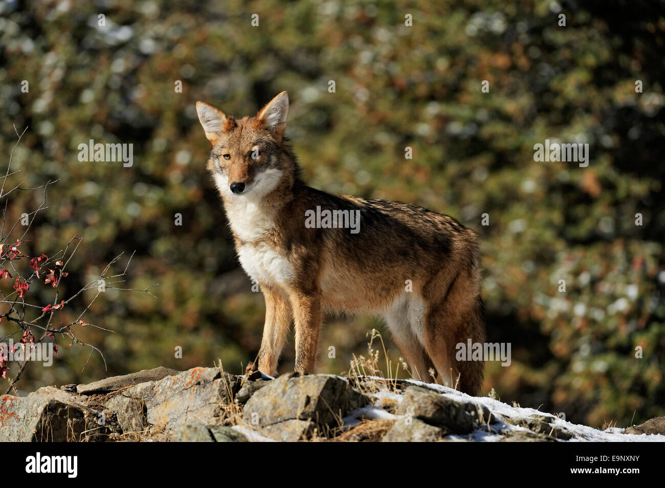 Mountain coyote hi-res stock photography and images - Alamy