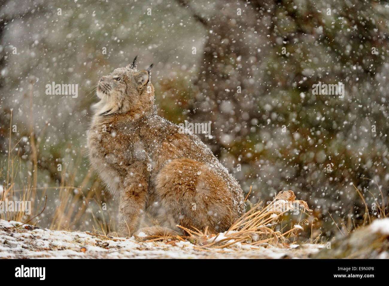 Canadian Lynx (Lynx canadensis) in late autumn mountain habitat ...