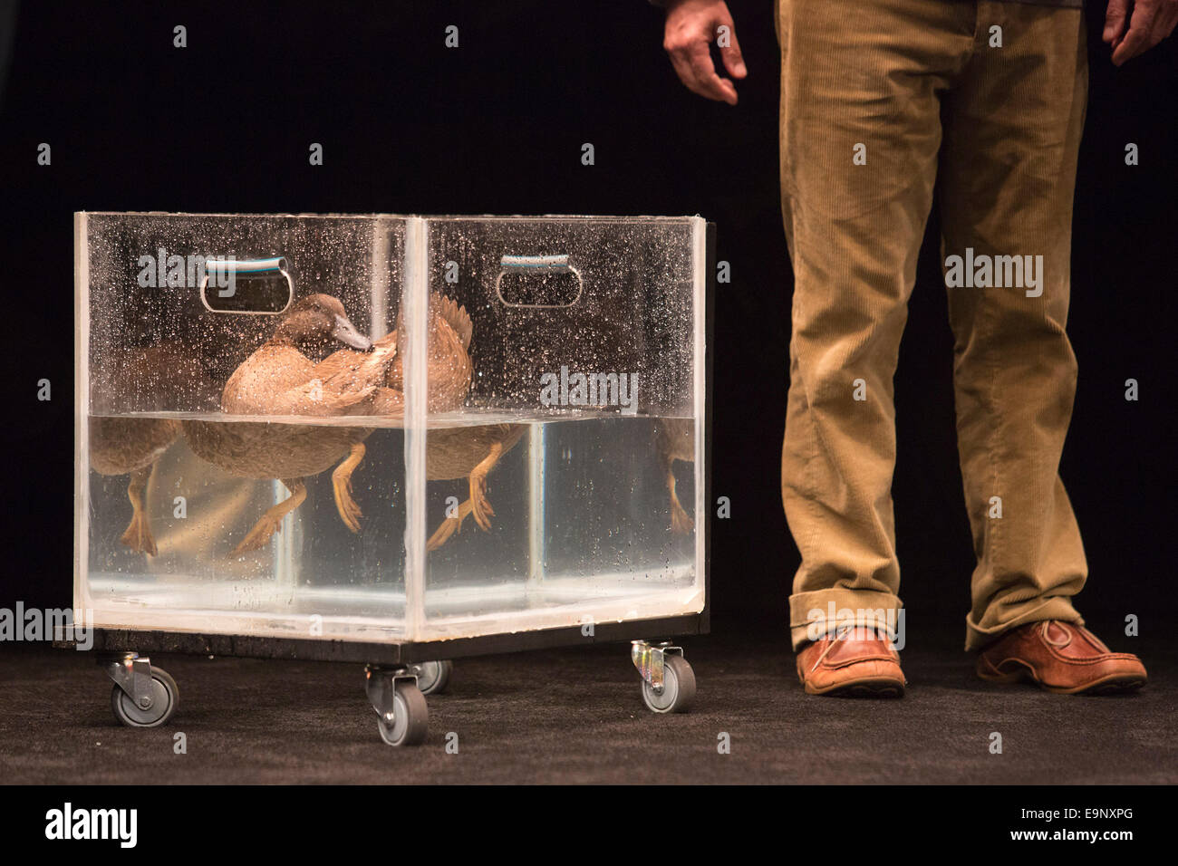 Belvoir Theatre from Sydney, Australia, present "The Wild Duck" at the ...