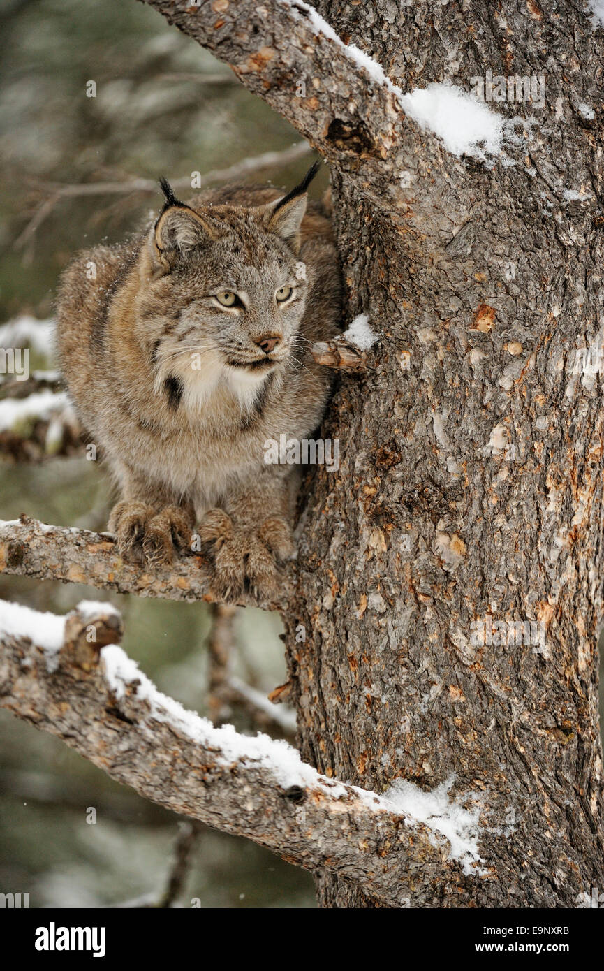 Arboreal habitat hi-res stock photography and images - Alamy