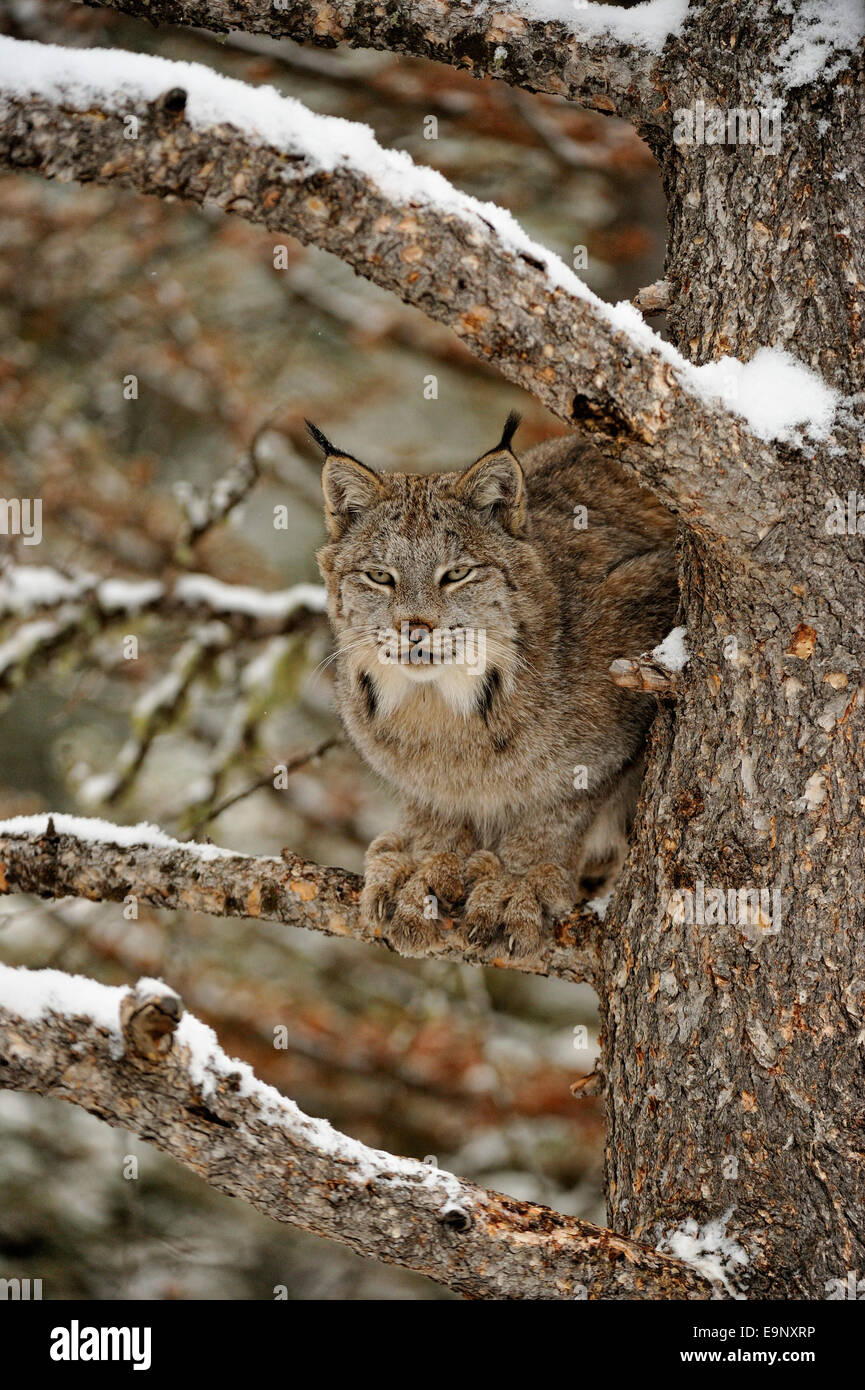 Canadian Lynx (Lynx canadensis) in late autumn mountain habitat ...