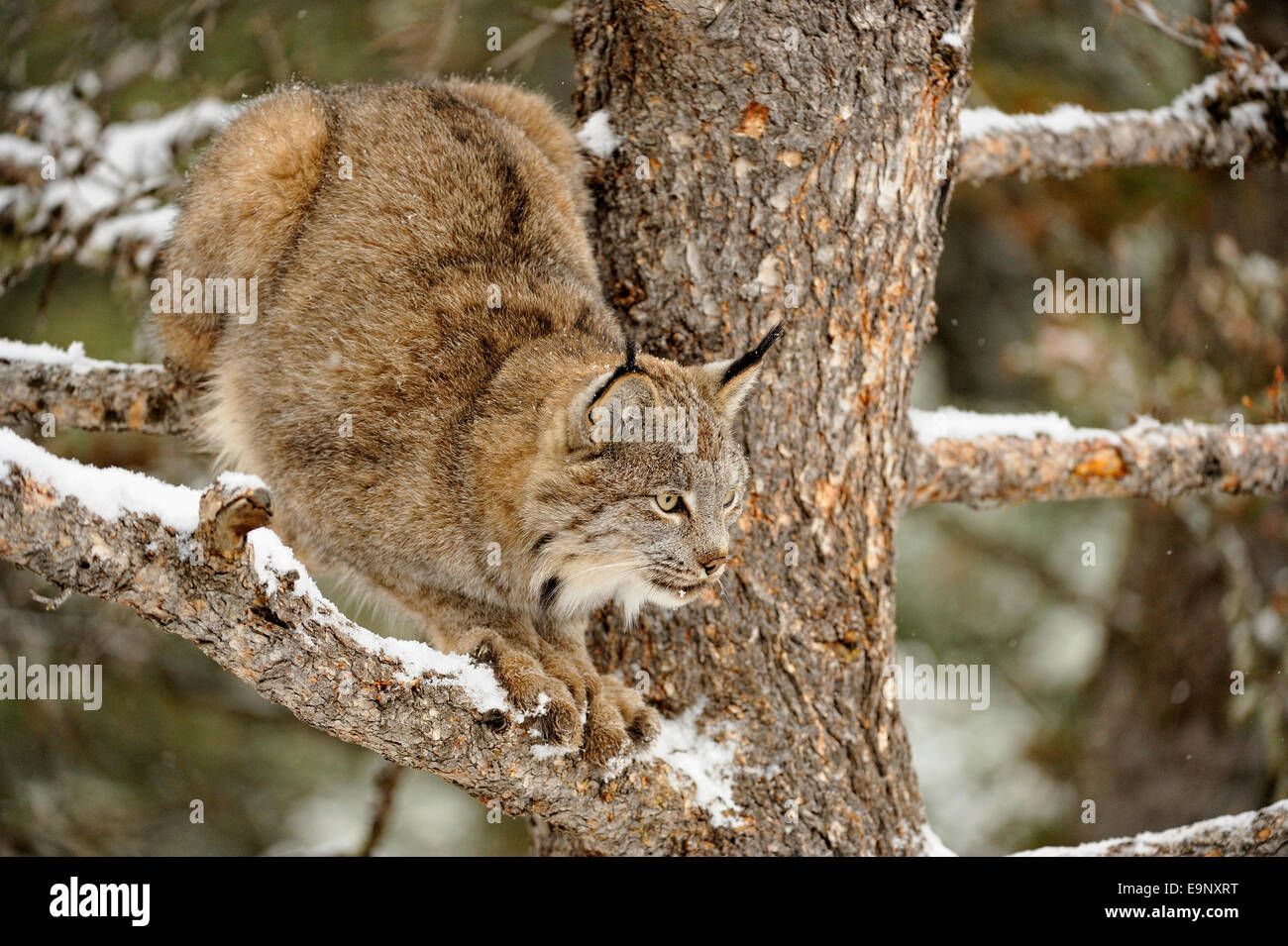 Canadian lynx lynx canadensis in hi-res stock photography and images ...