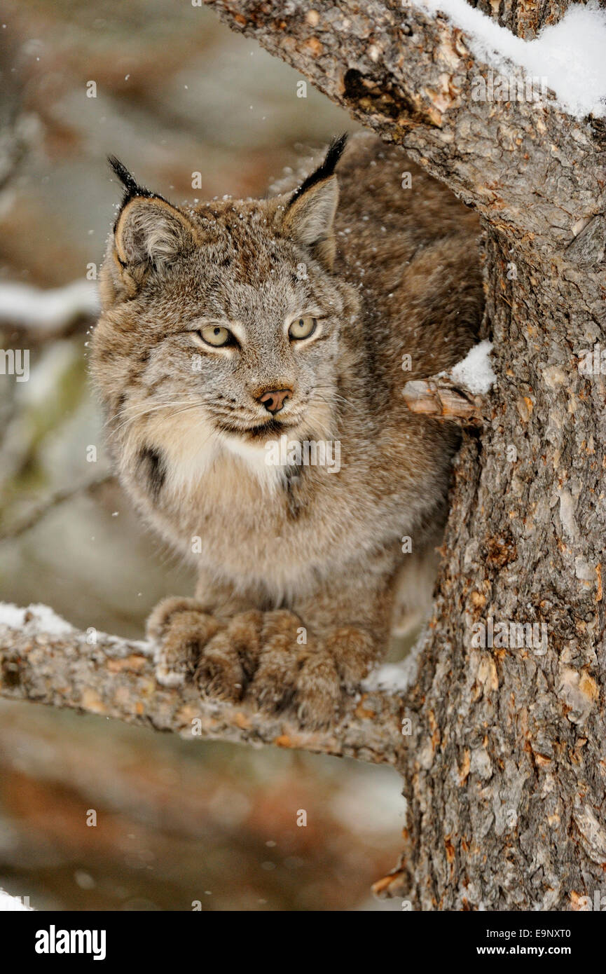 Canadian lynx lynx canadensis in hi-res stock photography and images ...