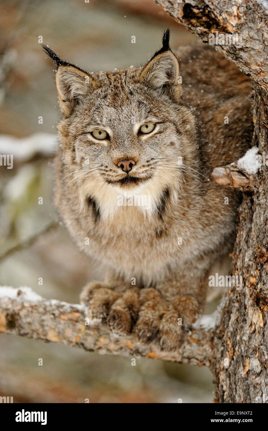 Lynx canadensis hi-res stock photography and images - Alamy