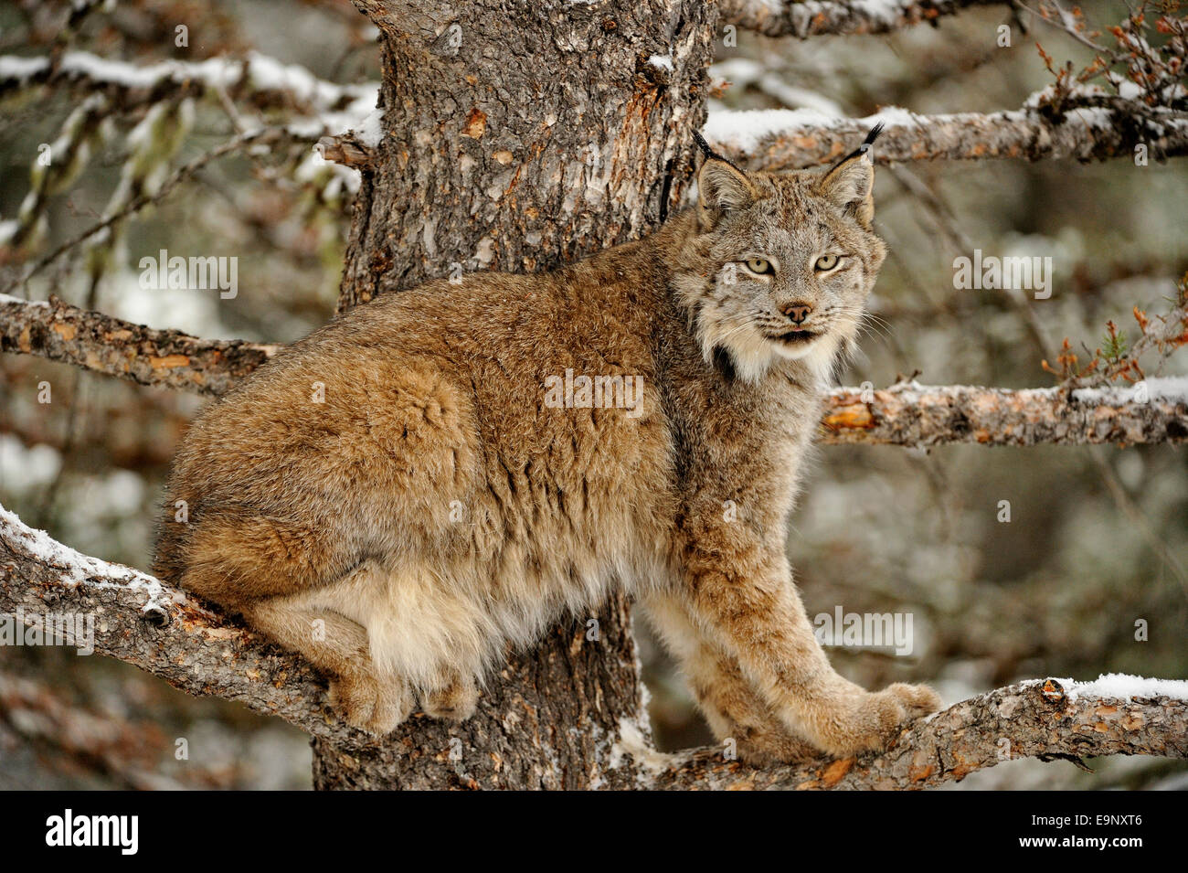 Canadian lynx boreal hi-res stock photography and images - Alamy