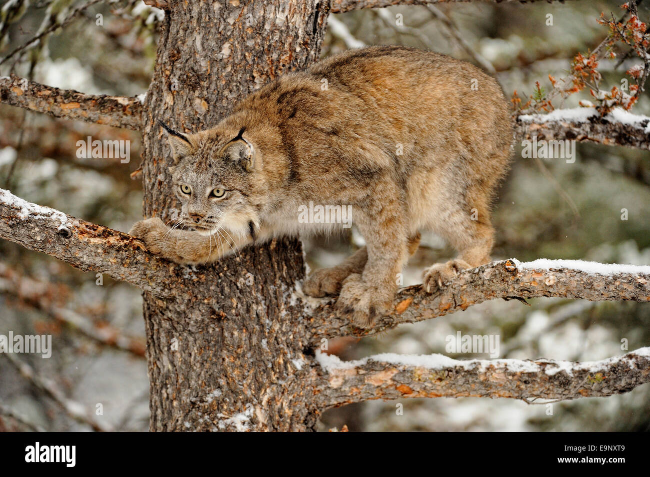 Canadian lynx boreal hi-res stock photography and images - Alamy
