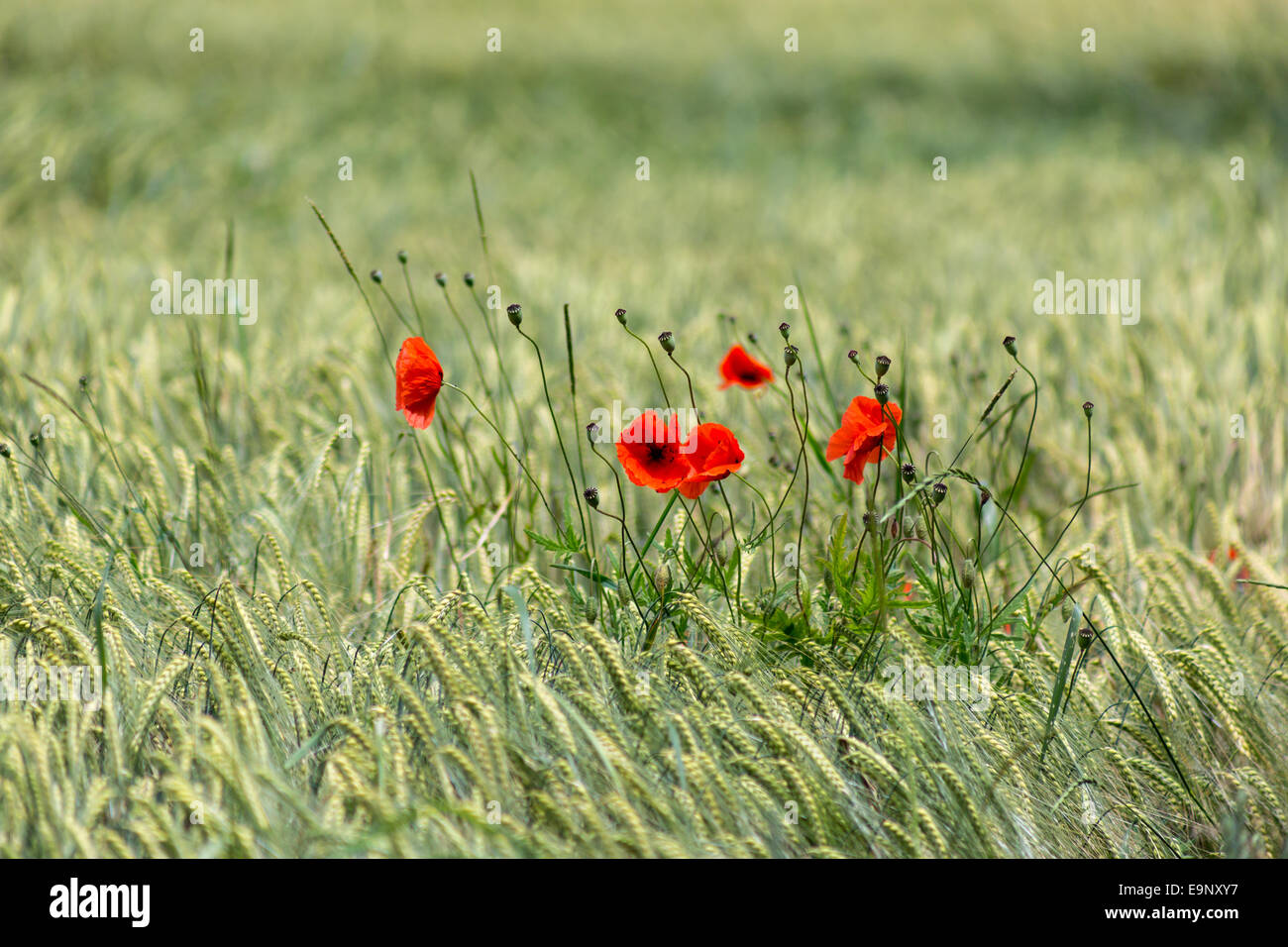 Red puppy in wheat field Stock Photo - Alamy