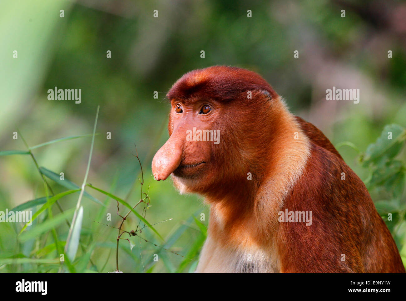 Proboscis Monkey - Nasalis larvatus - in Bako National Park, Sarawak ...