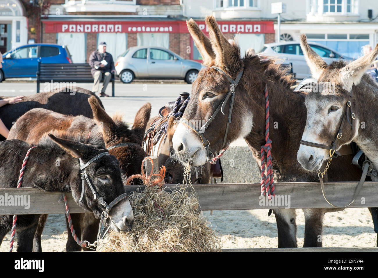 Weymouth donkey hi-res stock photography and images - Alamy