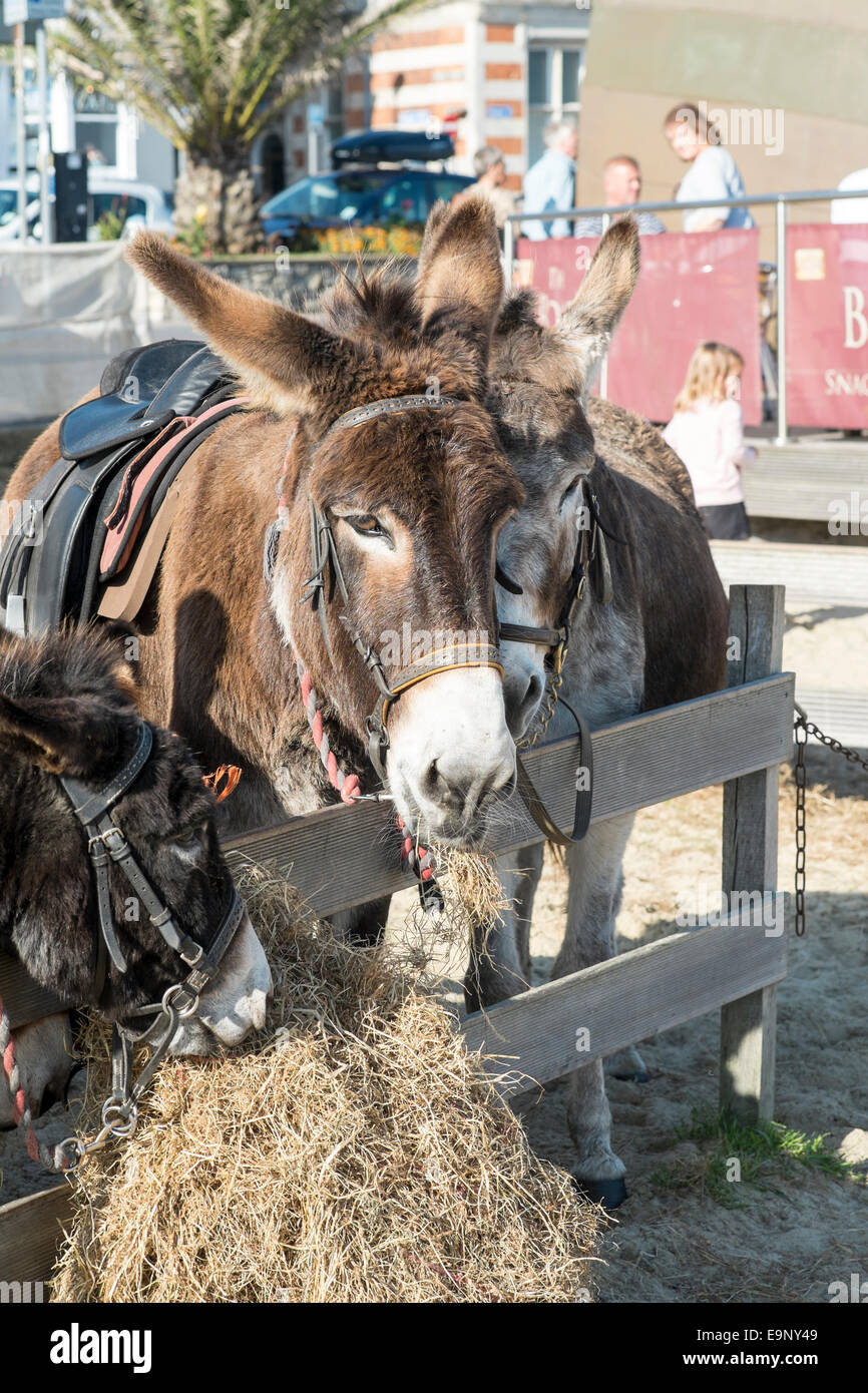 Weymouth donkey hi-res stock photography and images - Alamy