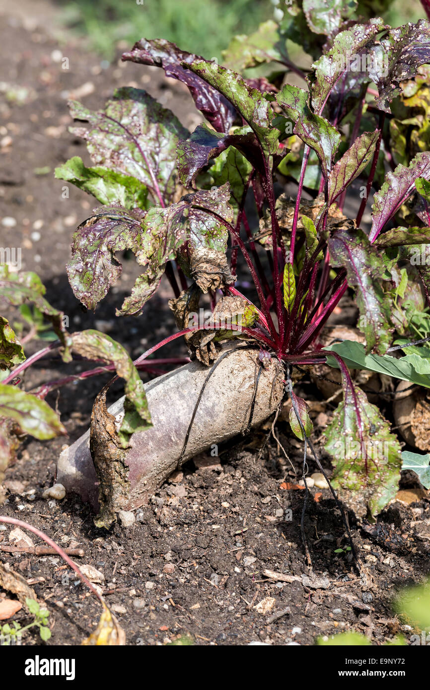 Beetroot soil hi-res stock photography and images - Alamy
