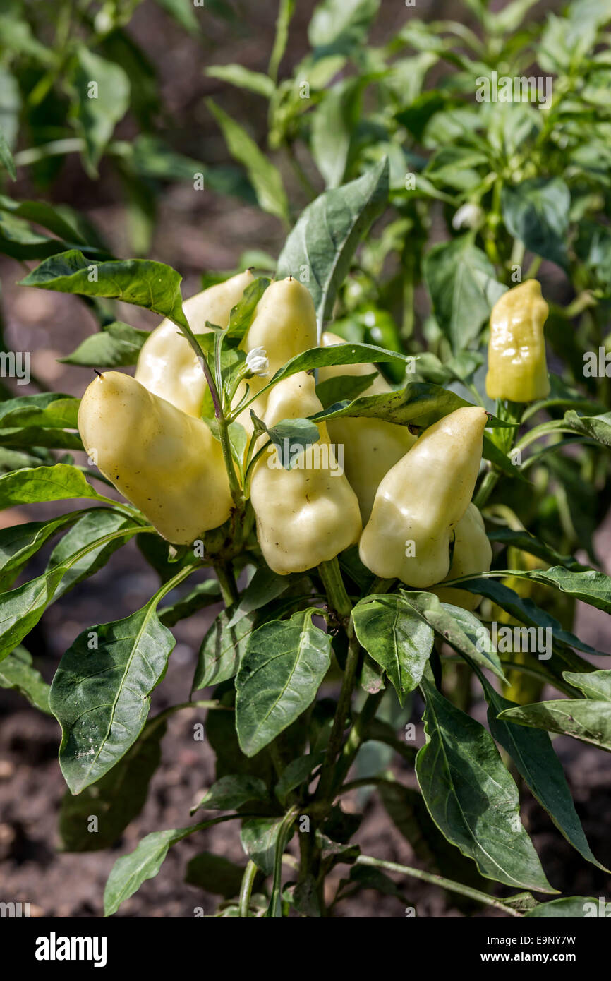 Bell pepper stalk paprika hi-res stock photography and images - Alamy