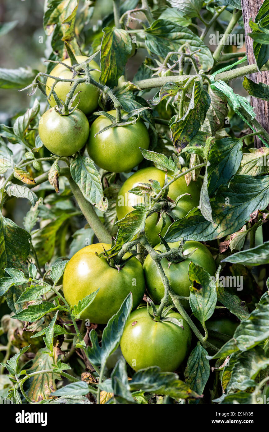 Not ripe tomatoes in the garden Stock Photo - Alamy